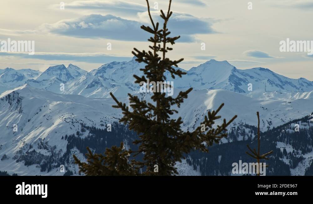 Alpine snowy tree Stock Videos & Footage - HD and 4K Video Clips - Alamy