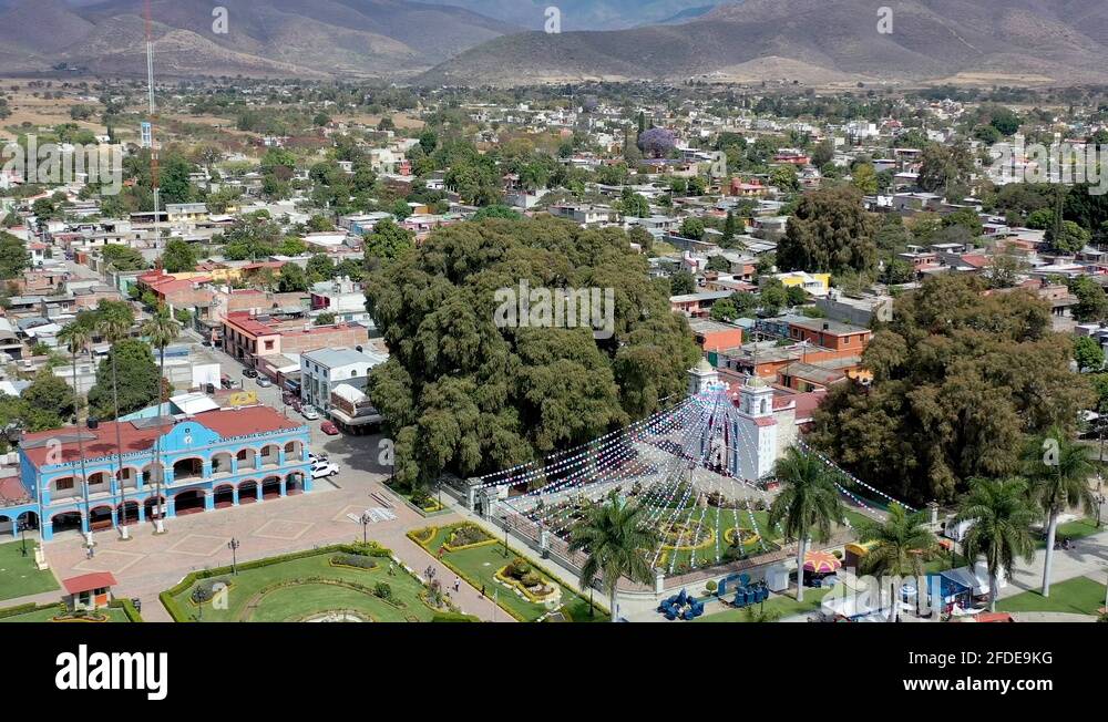 Arbol tree Stock Videos & Footage - HD and 4K Video Clips - Alamy