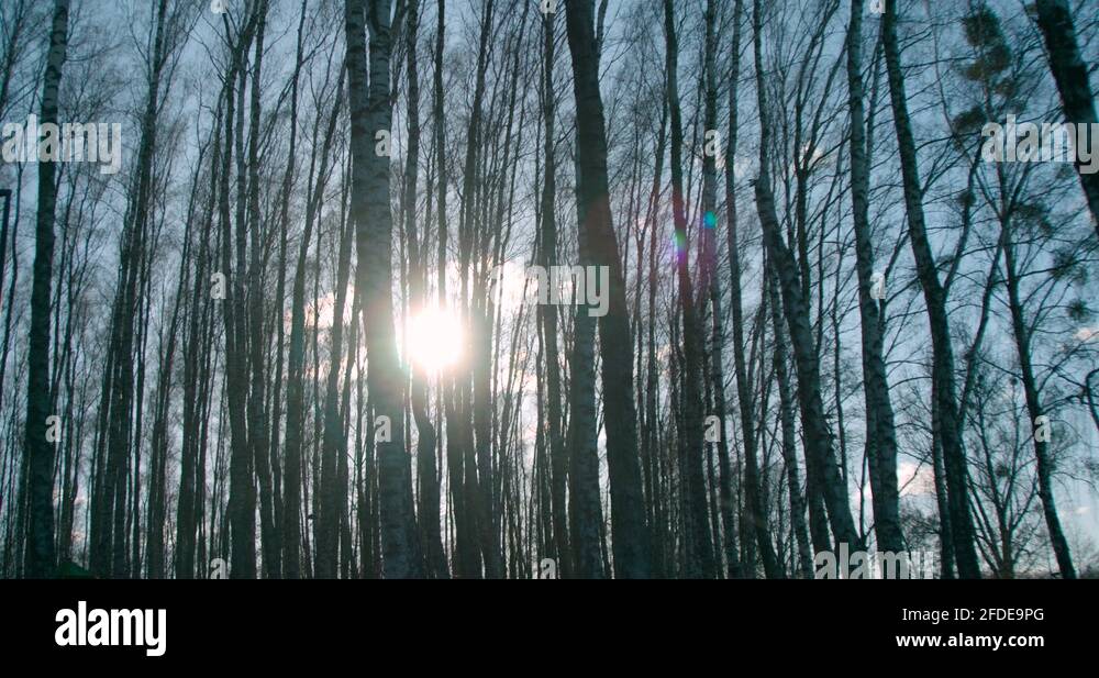 Tall and slender trees Stock Videos & Footage - HD and 4K Video Clips ...