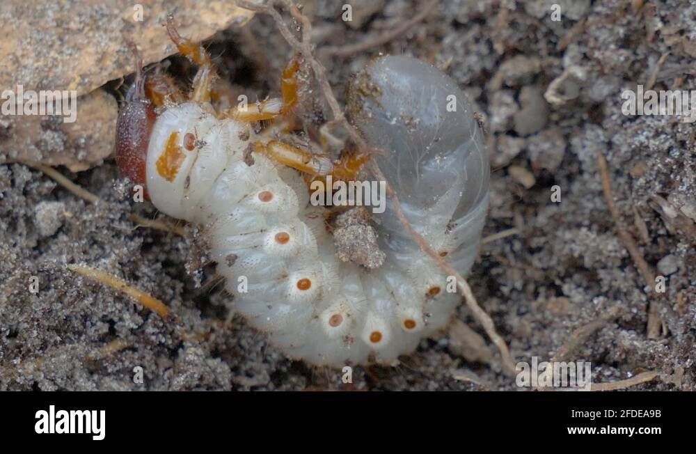 Chafer grub grass Stock Videos & Footage - HD and 4K Video Clips - Alamy