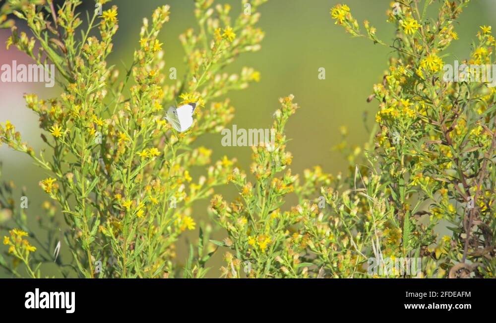 Flight flower plant butterfly Stock Videos & Footage - HD and 4K Video ...