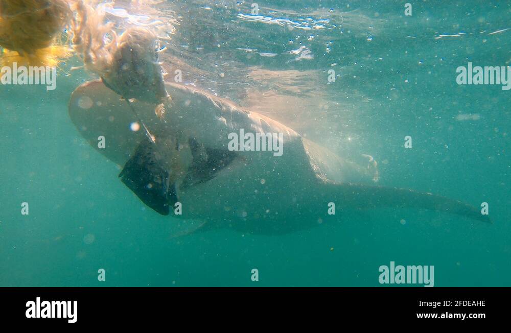 Bronze whaler shark with bait in teeth bumps diver cage with tail Stock ...