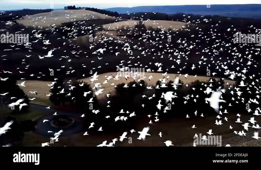 Snowgoose Stock Videos & Footage - HD and 4K Video Clips - Alamy
