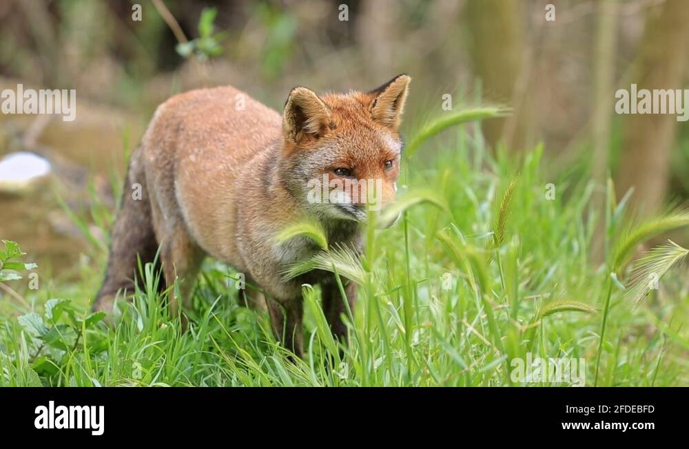 Fox watching Stock Videos & Footage - HD and 4K Video Clips - Alamy