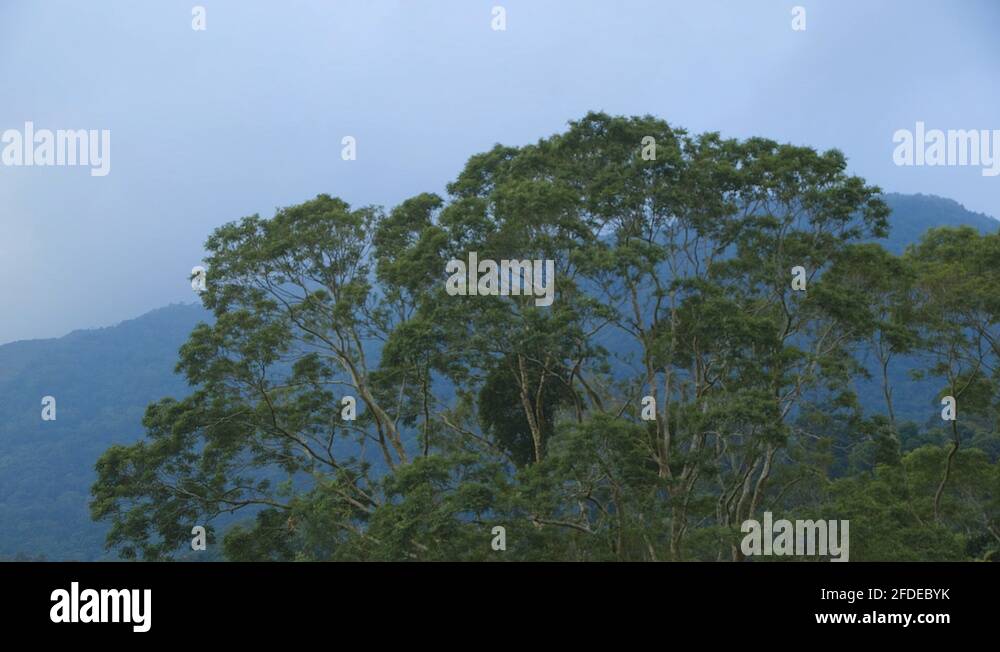 Big tree in the forests of Quezon Province Philippines Stock Video ...