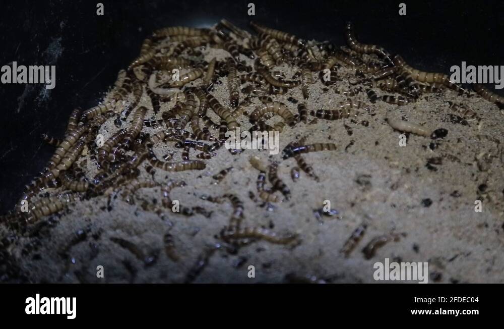 King worms Stock Videos & Footage - HD and 4K Video Clips - Alamy