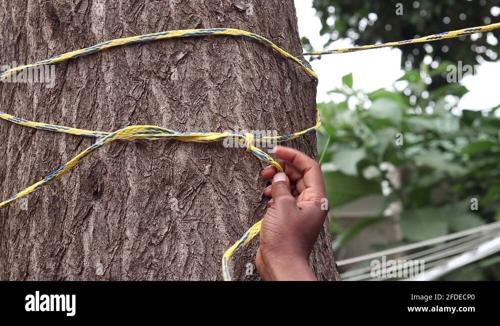 Jute tree Stock Videos & Footage - HD and 4K Video Clips - Alamy