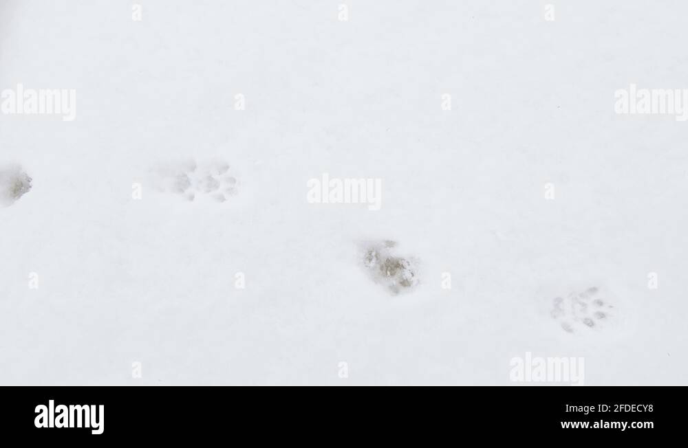 Footstep cat Stock Videos & Footage - HD and 4K Video Clips - Alamy