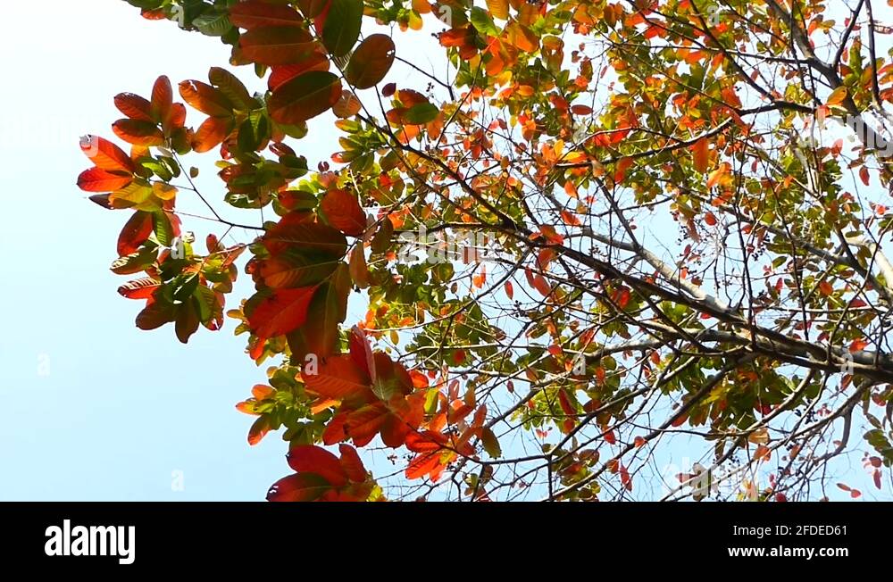 Beautiful spring leaves Stock Videos & Footage - HD and 4K Video Clips ...