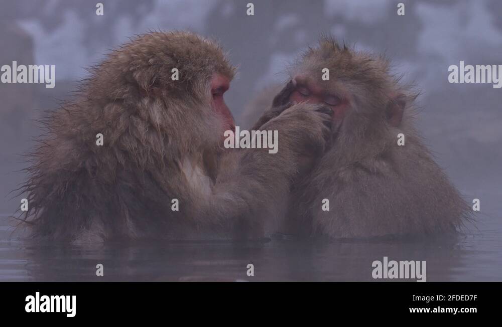 Temperature monkey Stock Videos & Footage - HD and 4K Video Clips - Alamy