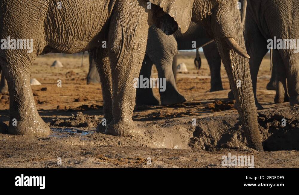 Elephant water spray Stock Videos & Footage - HD and 4K Video Clips - Alamy