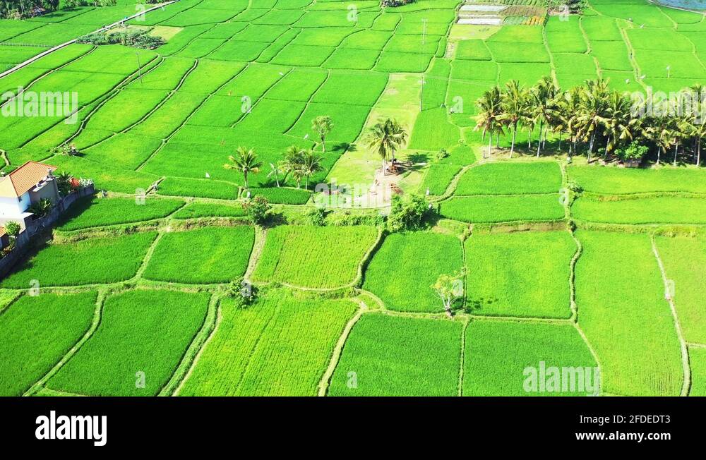 Flat rice field Stock Videos & Footage - HD and 4K Video Clips - Alamy