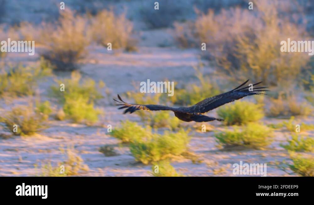 African eagle flying Stock Videos & Footage - HD and 4K Video Clips - Alamy