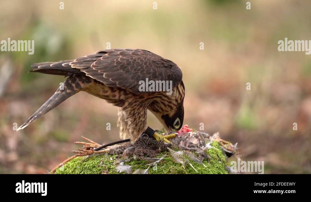 Peregrine falcon bird of prey Stock Videos & Footage - HD and 4K Video ...