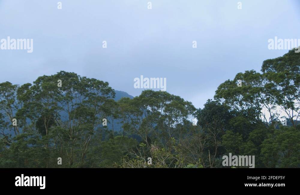 Tall trees in the jungles of Quezon Province Philippines Stock Video ...