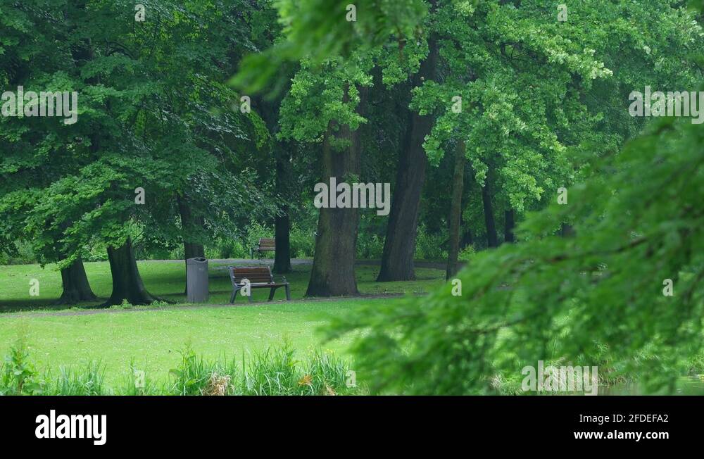 Lush trees in a garden; bench under trees; garden in the rain Stock ...