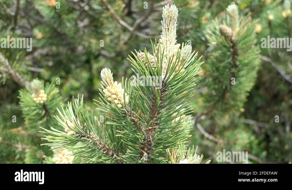 Pine tree in bloom Stock Videos & Footage - HD and 4K Video Clips - Alamy