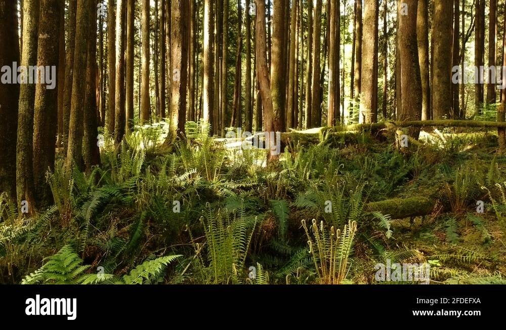 British columbia rainforest aerial Stock Videos & Footage - HD and 4K ...