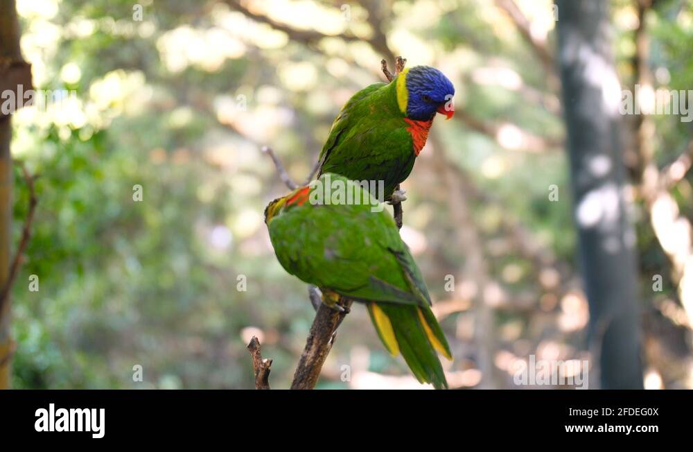 Rainbow parrots Stock Videos & Footage - HD and 4K Video Clips - Alamy