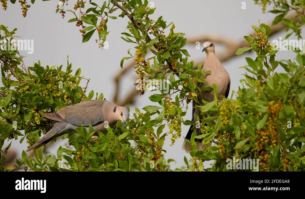 Common doves Stock Videos & Footage - HD and 4K Video Clips - Alamy
