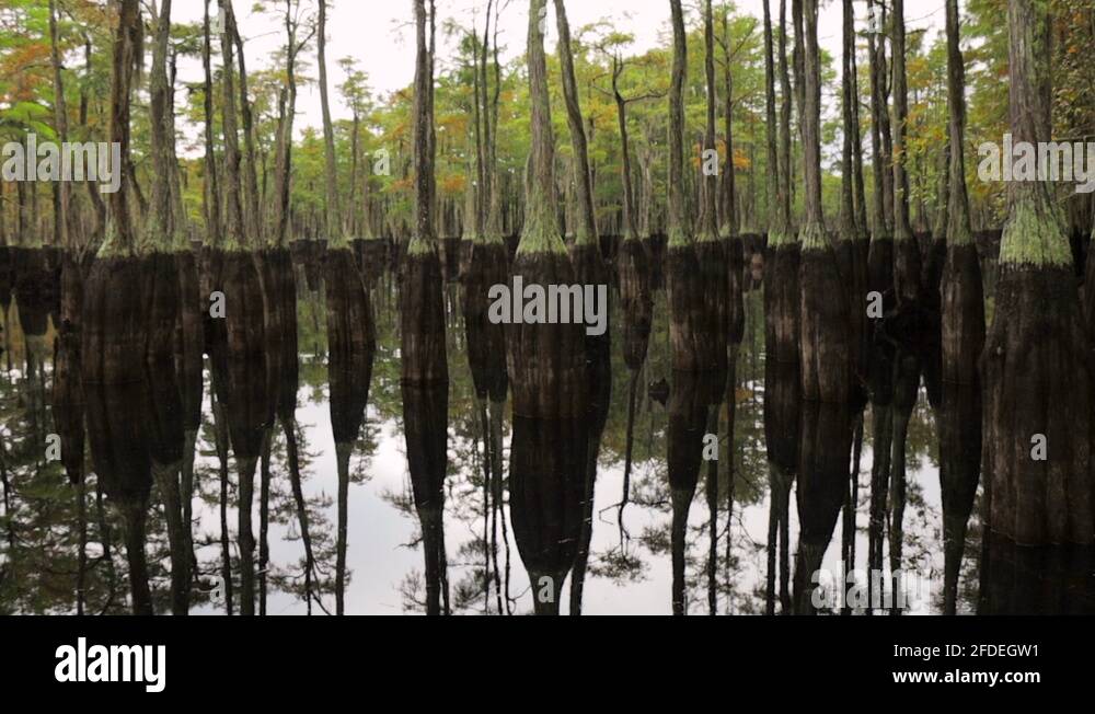 Cypress cypress trees Stock Videos & Footage - HD and 4K Video Clips ...