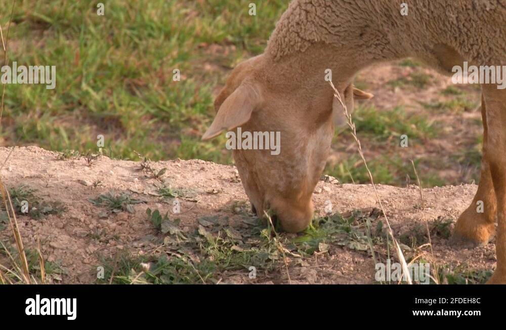 Sheep chewing grass Stock Videos & Footage - HD and 4K Video Clips - Alamy