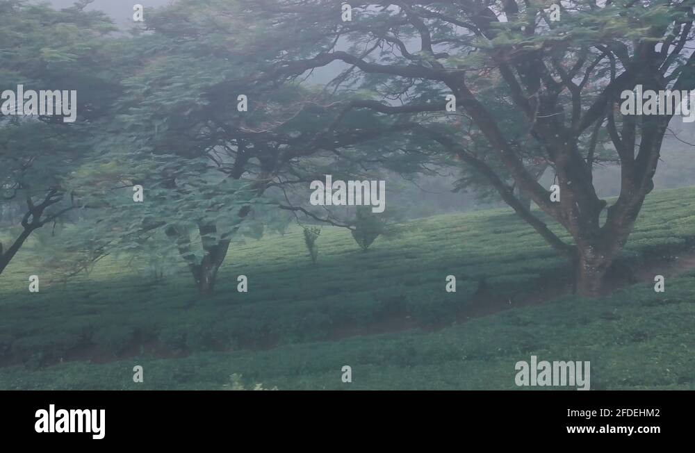 Munnar scenery Stock Videos & Footage - HD and 4K Video Clips - Alamy