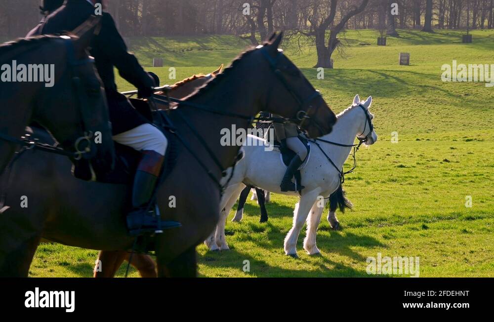Fox horse Stock Videos & Footage - HD and 4K Video Clips - Alamy