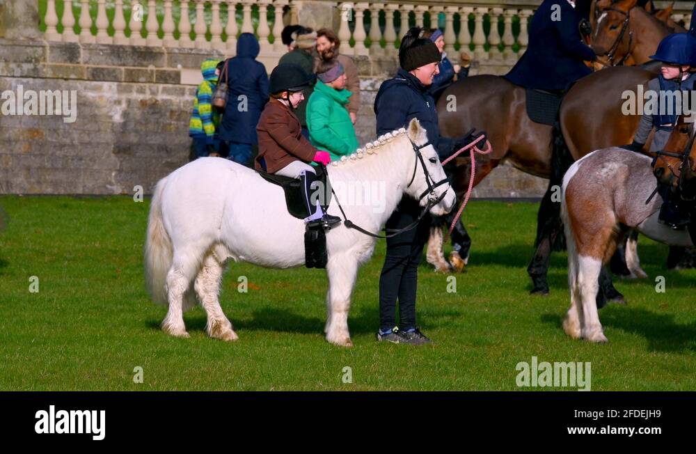 Fox horse Stock Videos & Footage - HD and 4K Video Clips - Alamy