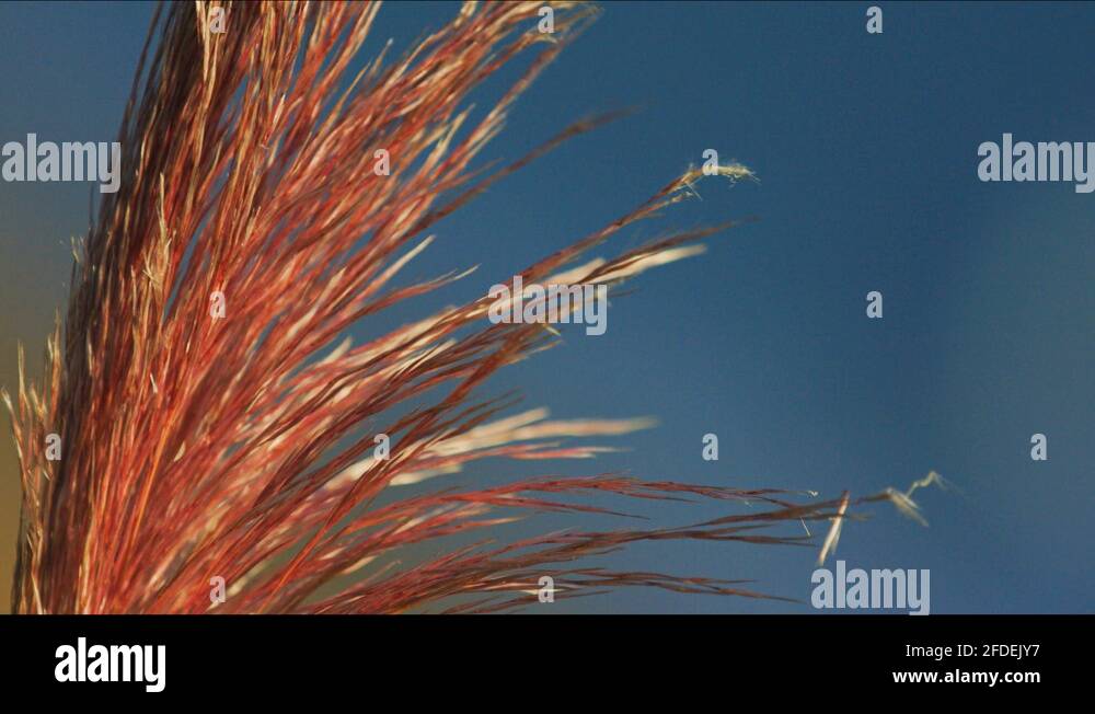 Grass up Stock Videos & Footage - HD and 4K Video Clips - Alamy