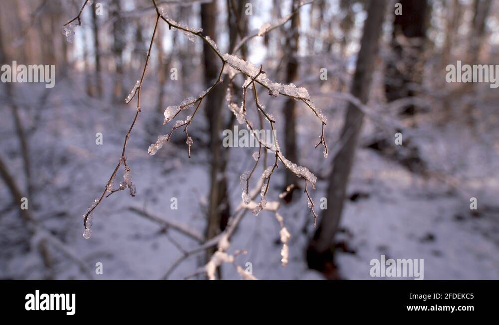 Ice covered tree limb Stock Videos & Footage - HD and 4K Video Clips ...
