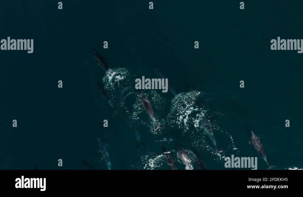 Indian ocean bottlenose dolphin Stock Videos & Footage - HD and 4K ...