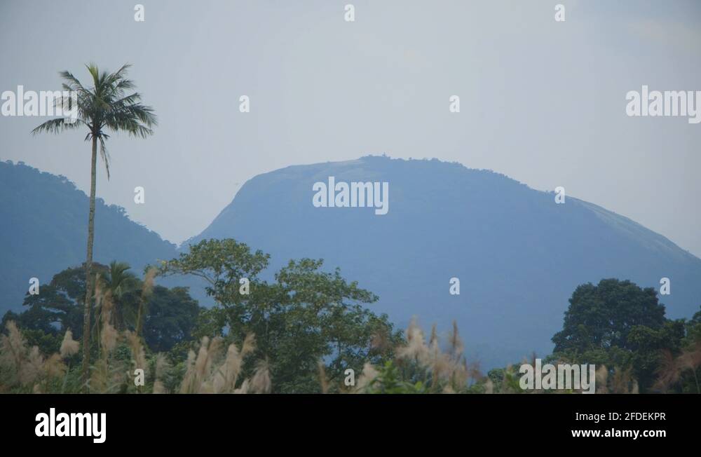 A tall coconut tree in the jungles of Quezon Province Philippines Stock ...