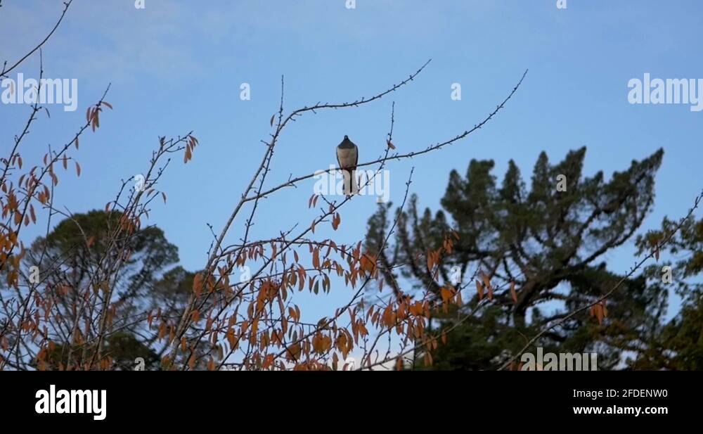 Kereru bird Stock Videos & Footage - HD and 4K Video Clips - Alamy