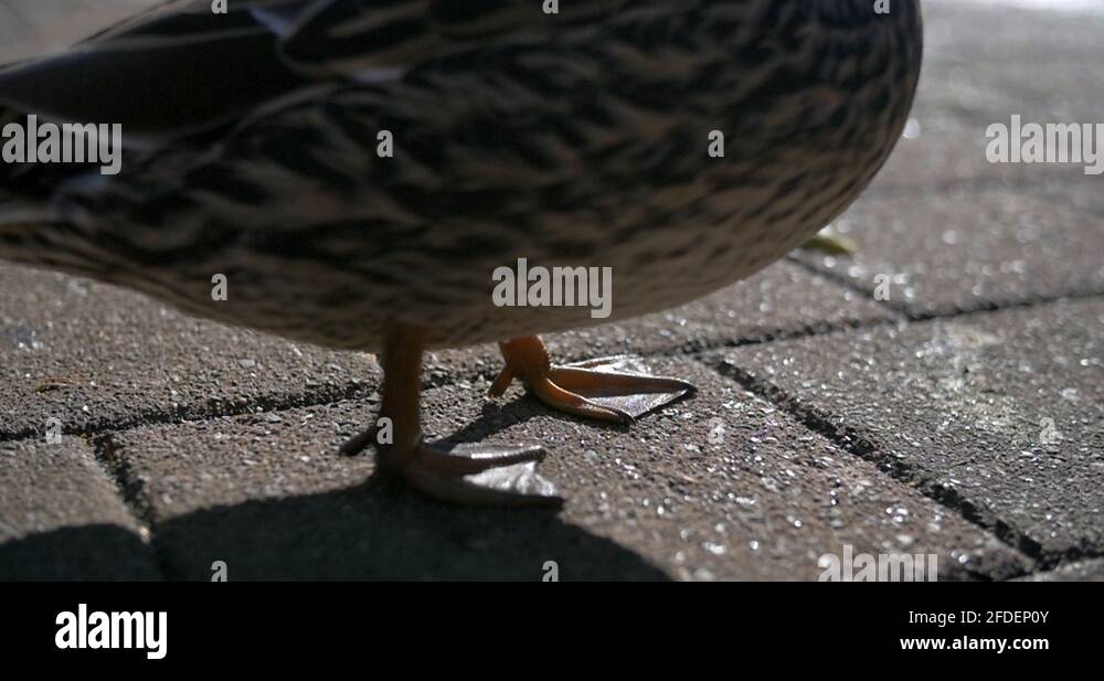 Webbed feet animals Stock Videos & Footage - HD and 4K Video Clips - Alamy