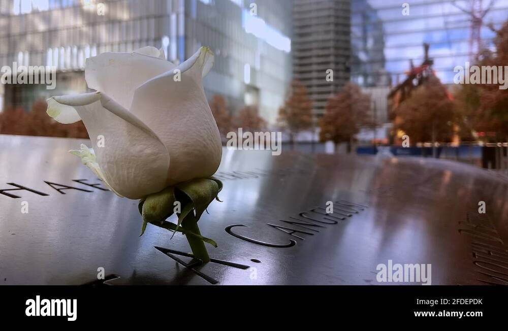 White memorial rose Stock Videos & Footage - HD and 4K Video Clips - Alamy