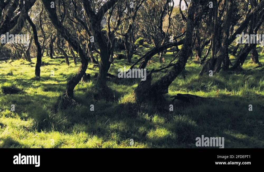 Magical giant Stock Videos & Footage - HD and 4K Video Clips - Alamy
