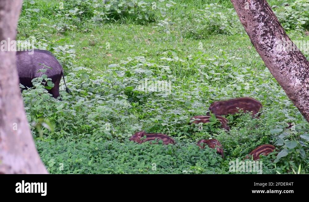 Drift of pigs Stock Videos & Footage - HD and 4K Video Clips - Alamy