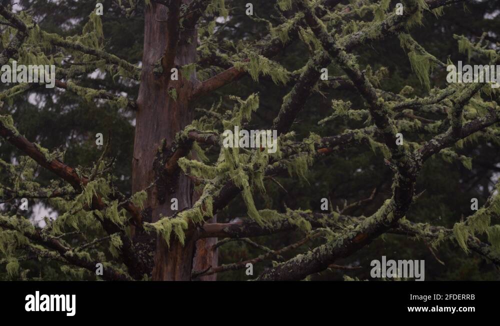 Green moss on branches Stock Videos & Footage - HD and 4K Video Clips ...