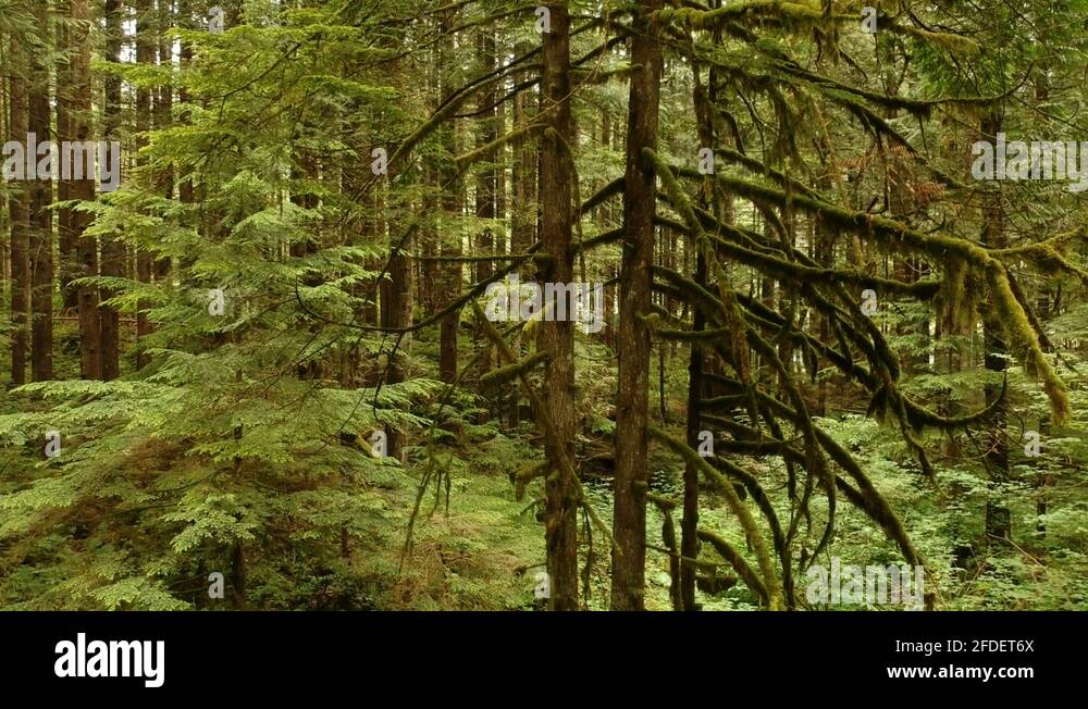 Golden ears provincial park bc Stock Videos & Footage - HD and 4K Video ...