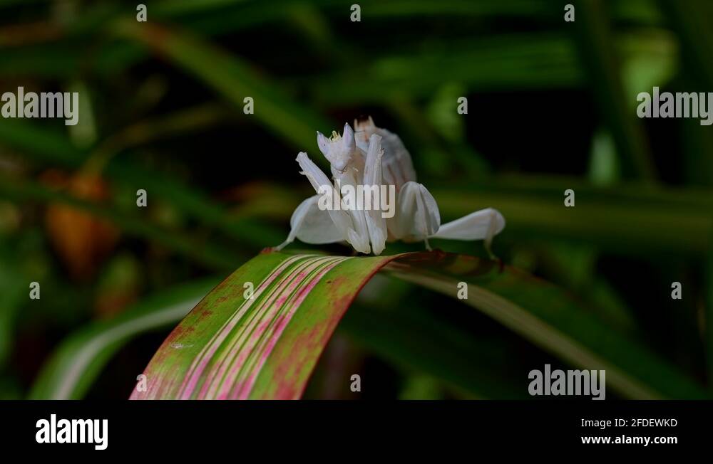 Legs Wide Open Stock Videos And Footage Hd And 4k Video Clips Alamy