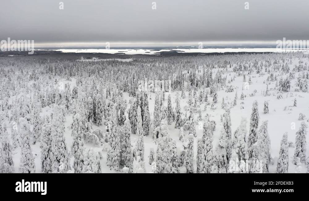 Aerial: Epic Lake View Over Snowy Forest In Finnish Lapland Wilderness ...
