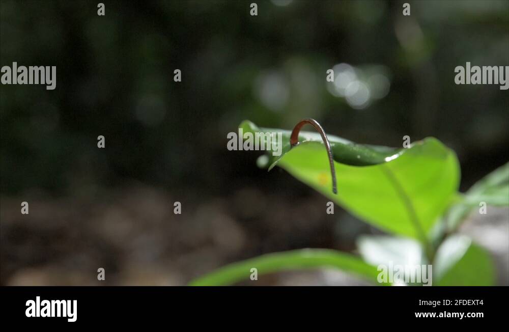 Tiger leech Stock Videos & Footage - HD and 4K Video Clips - Alamy