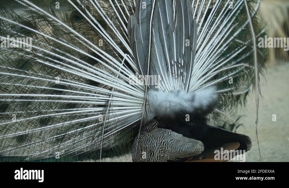 Back of peacock Stock Videos & Footage - HD and 4K Video Clips - Alamy