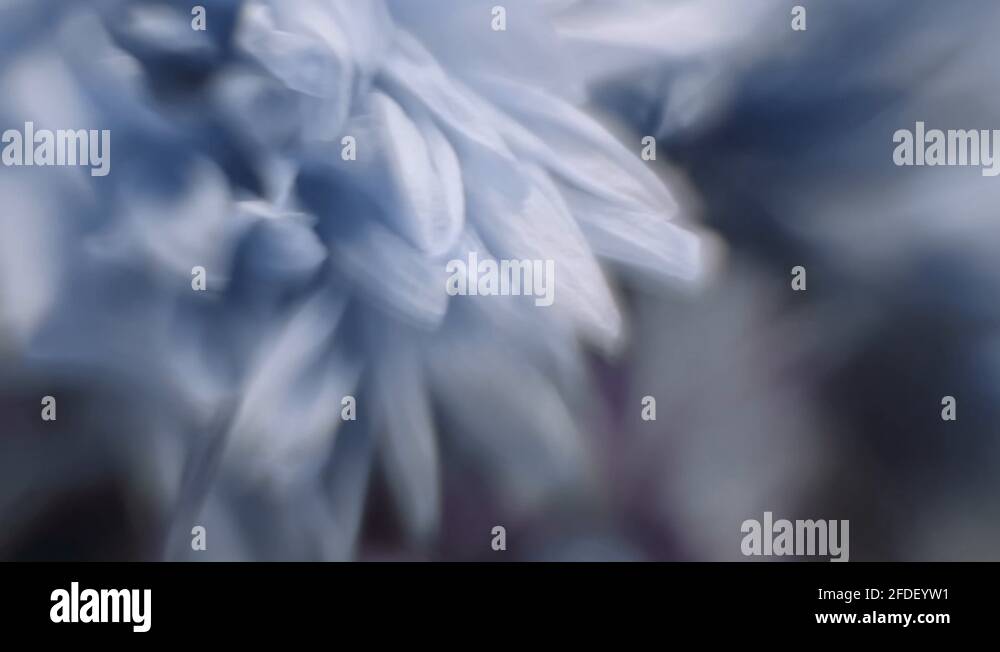 Soft ice blue pastel colored dried flowers background with flowing and ...