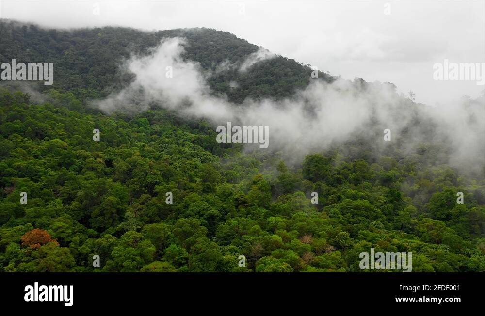 Tropical rainforest in kalimantan Stock Videos & Footage - HD and 4K ...