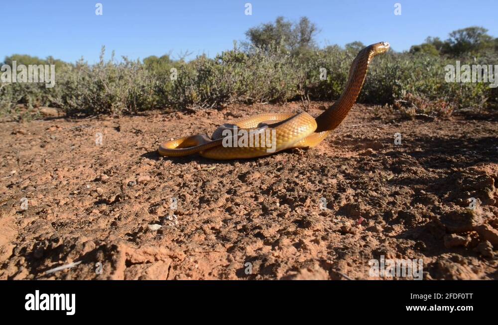 Rearing snake Stock Videos & Footage - HD and 4K Video Clips - Alamy