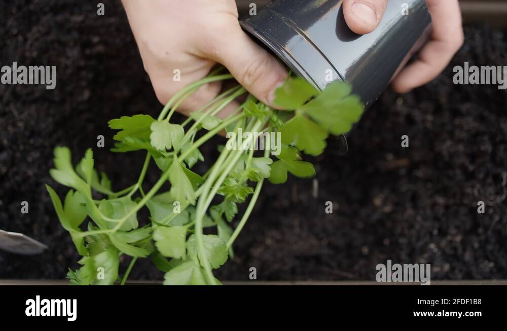 Planting a sapling in soil Stock Videos & Footage - HD and 4K Video ...