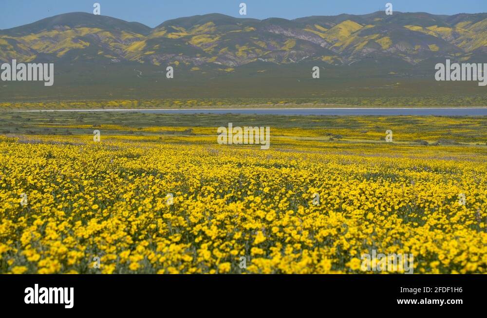 California goldfields Stock Videos & Footage - HD and 4K Video Clips ...