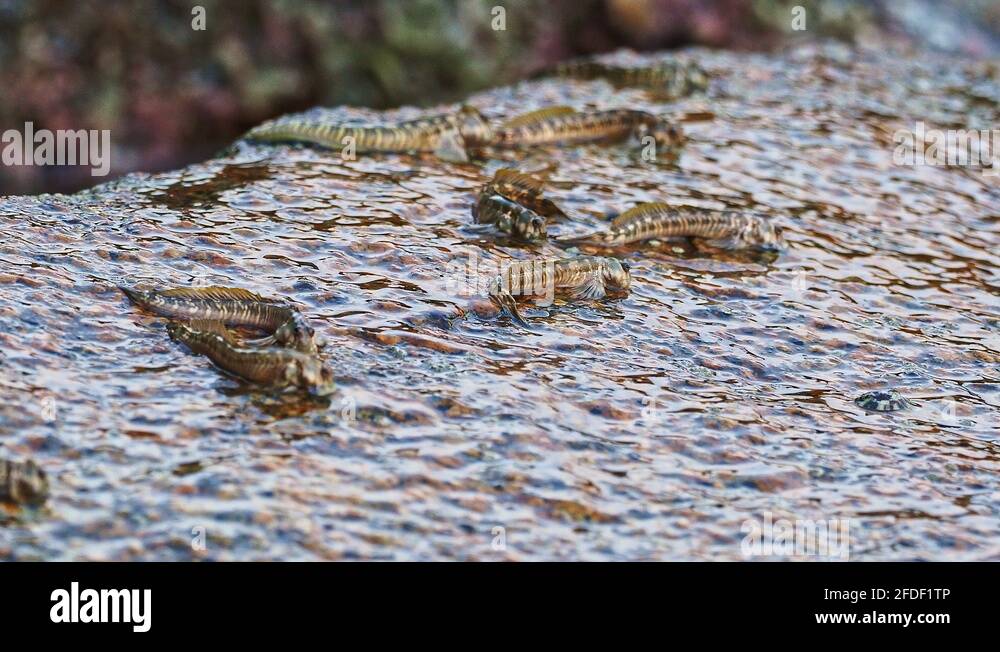 Fish called Common Mudskipper Periophthalmus kalolo (koelreuteri ...